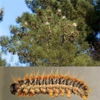 Guerra alla processionaria del pino e della quercia – ArezzoWeb Informa